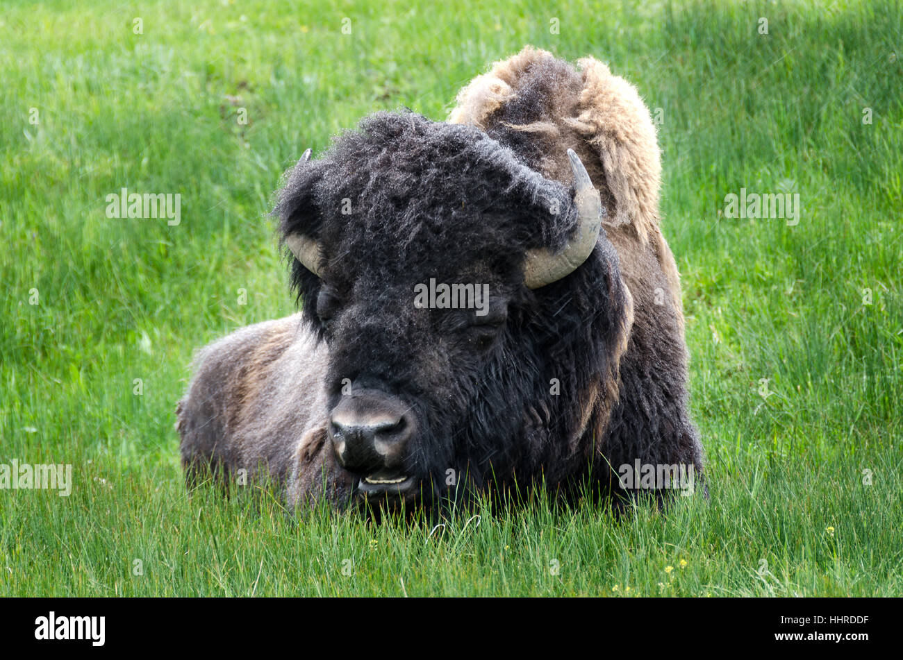 environment, enviroment, animal, america, bison, horns, colors, colours ...