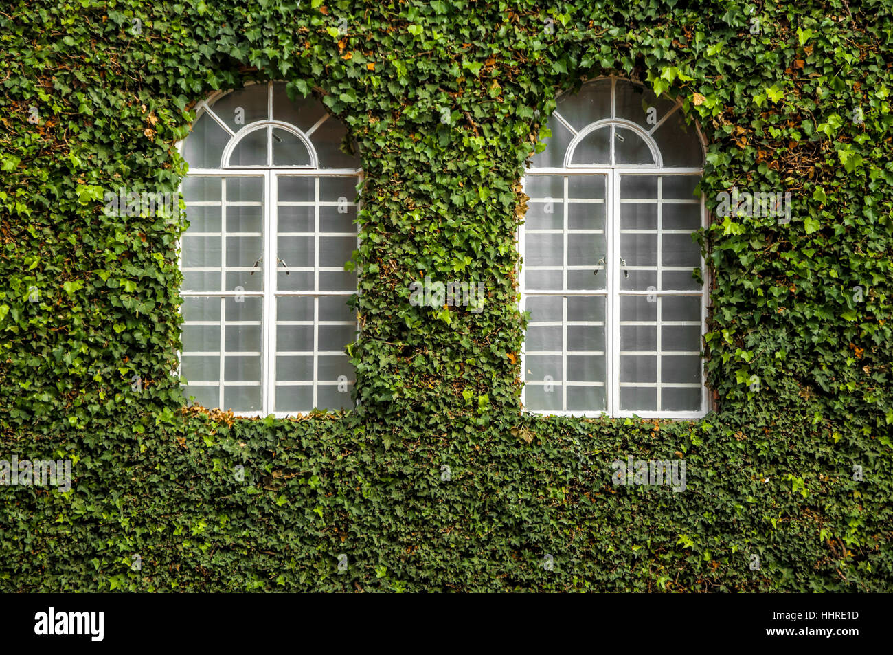 leaf, window, porthole, dormer window, pane, wall, lawn, green, white ...