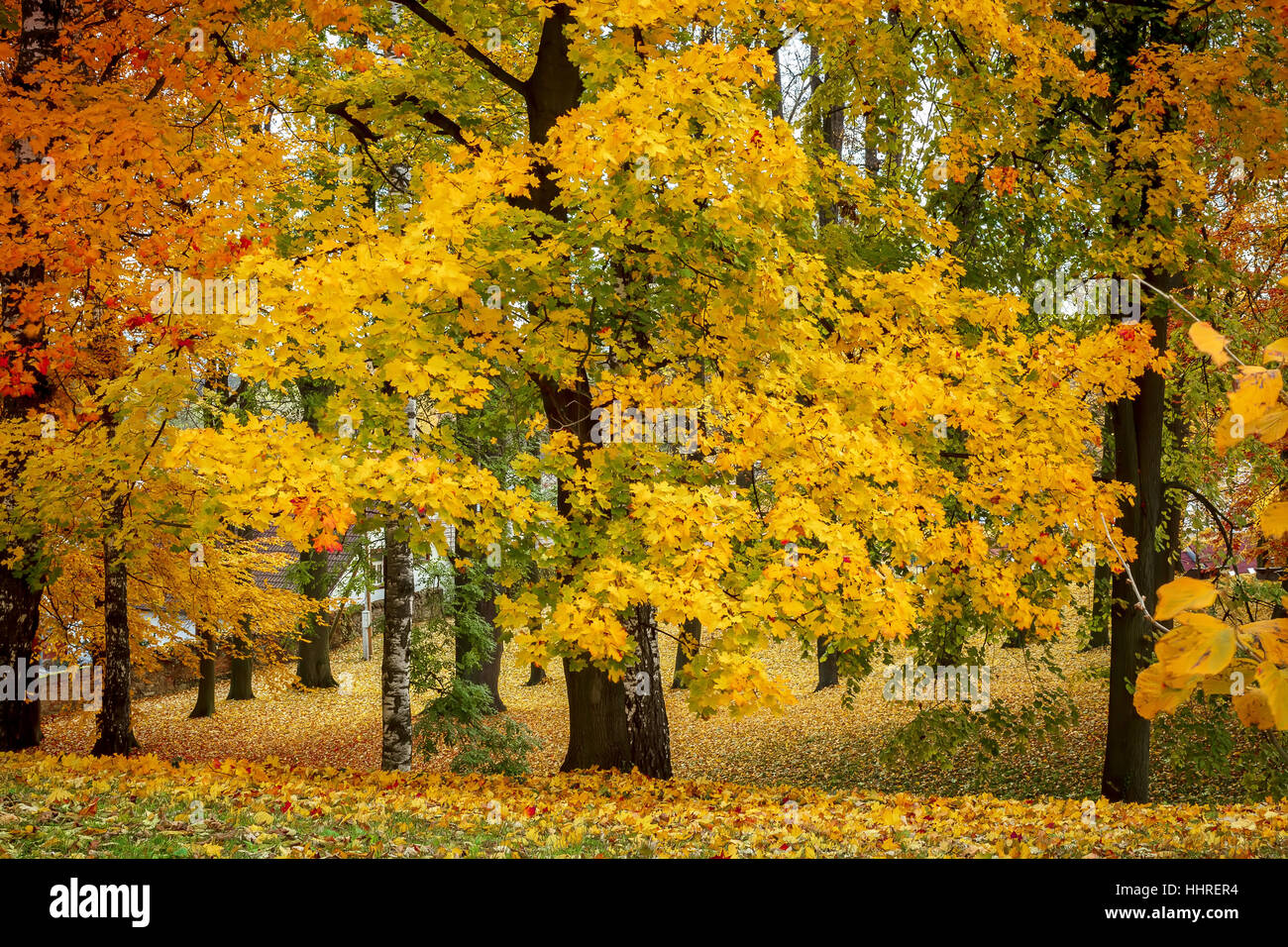 park, maple, landscape, scenery, countryside, nature, fall, autumn ...