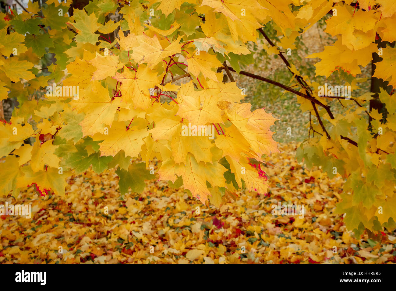 park, maple, landscape, scenery, countryside, nature, fall, autumn ...
