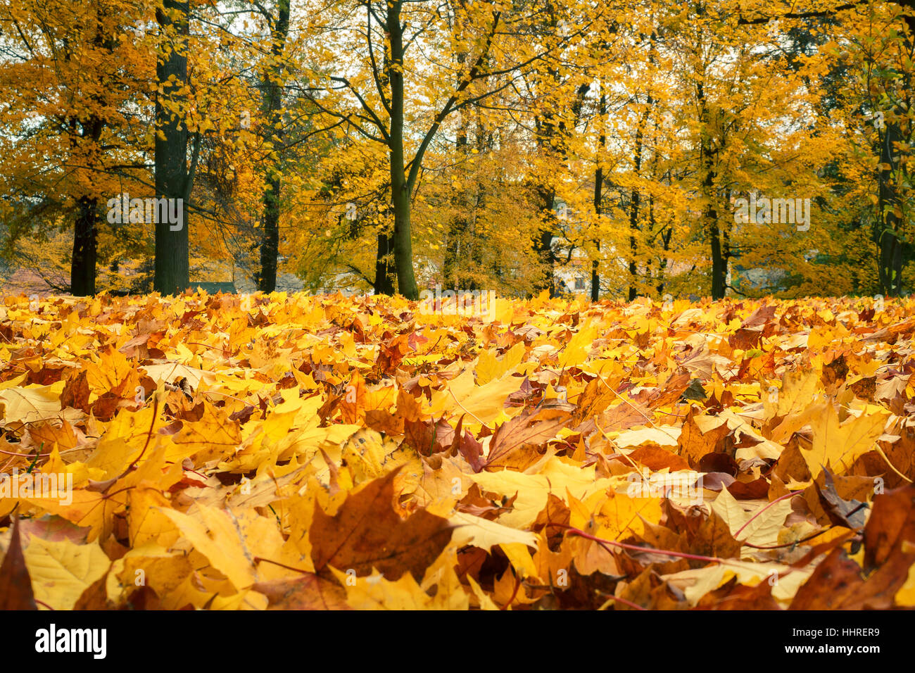 park, maple, landscape, scenery, countryside, nature, fall, autumn ...