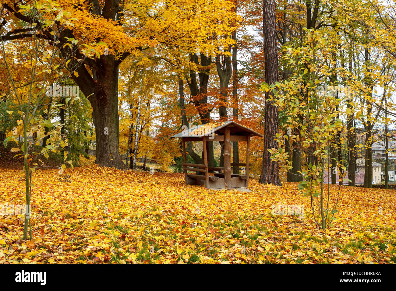 park, maple, landscape, scenery, countryside, nature, fall, autumn ...