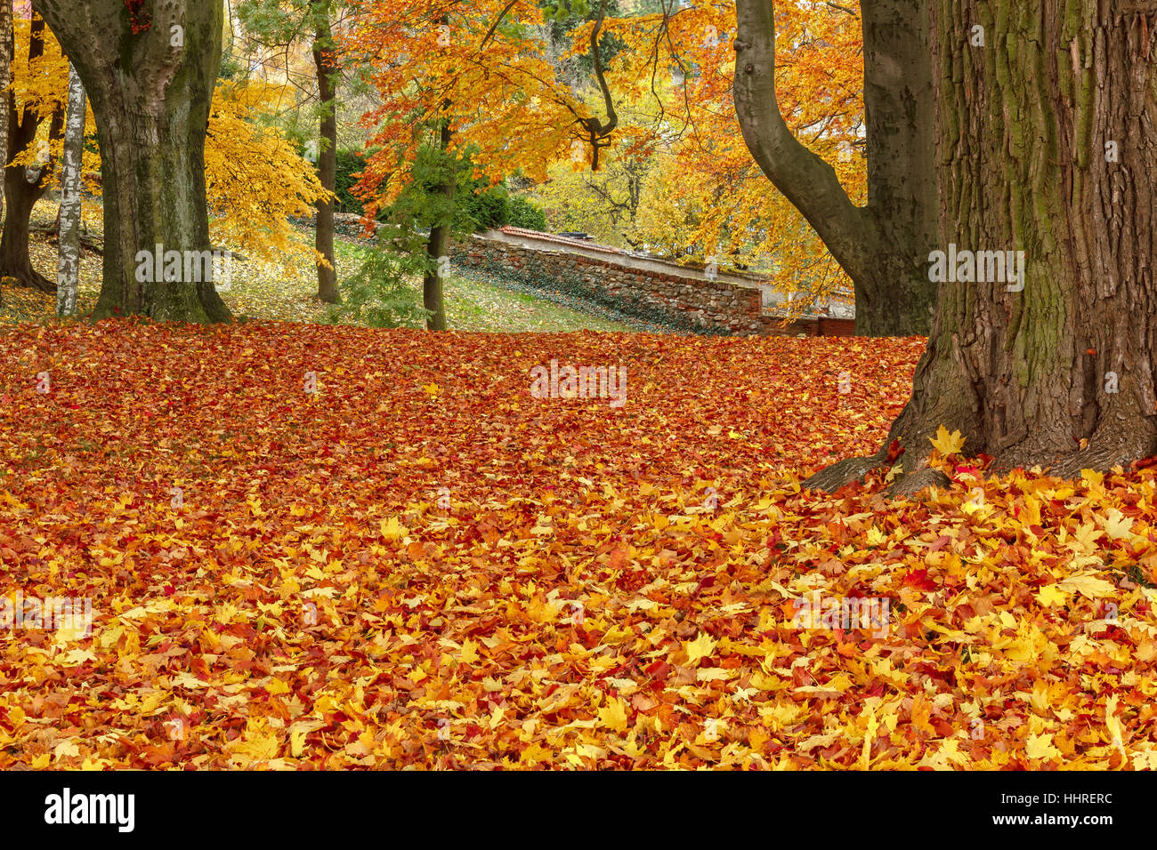 park, maple, landscape, scenery, countryside, nature, fall, autumn ...