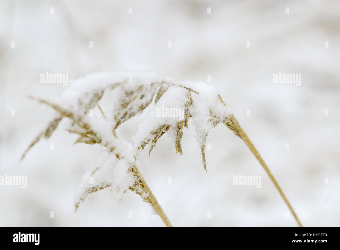 winter, snow, coke, cocaine, material, drug, anaesthetic, addictive ...