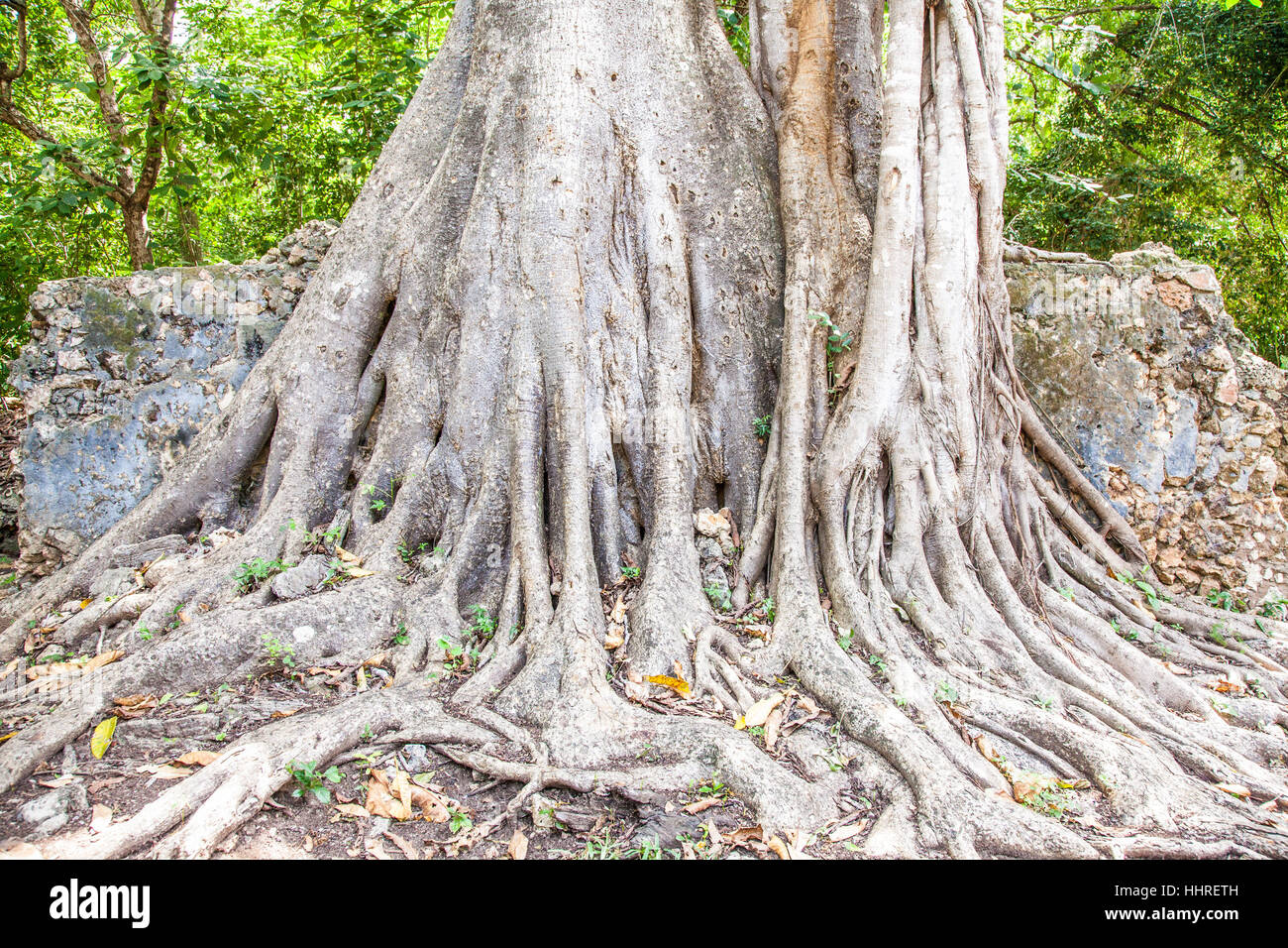 travel, historical, city, town, monument, culture, tree, trees, tourism ...