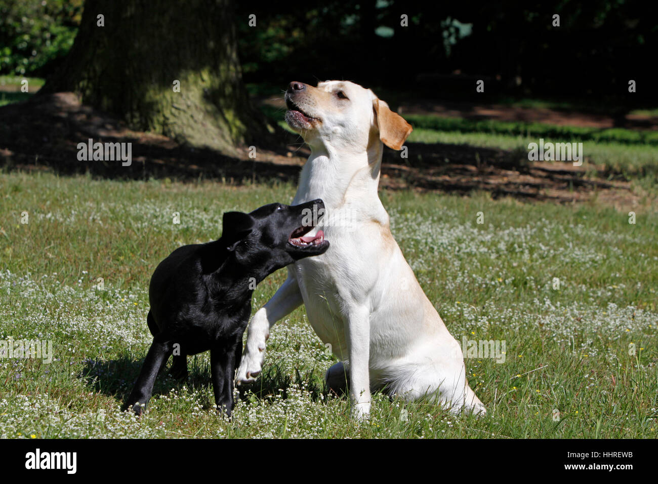 playing labrador retriever,including a black puppy Stock Photo - Alamy