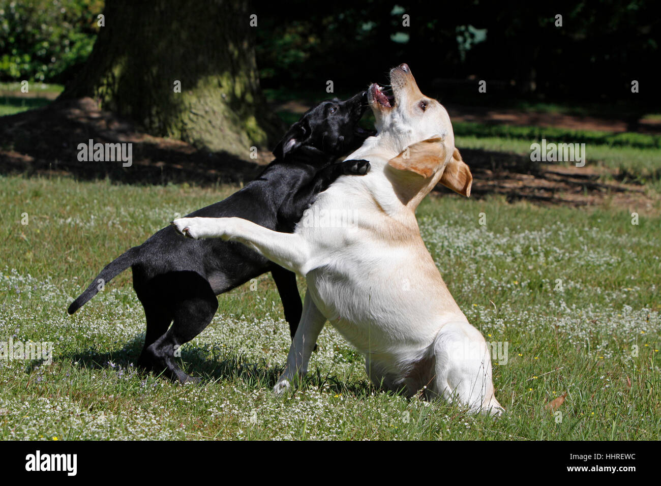 playing labrador retriever,one of them black puppy Stock Photo - Alamy