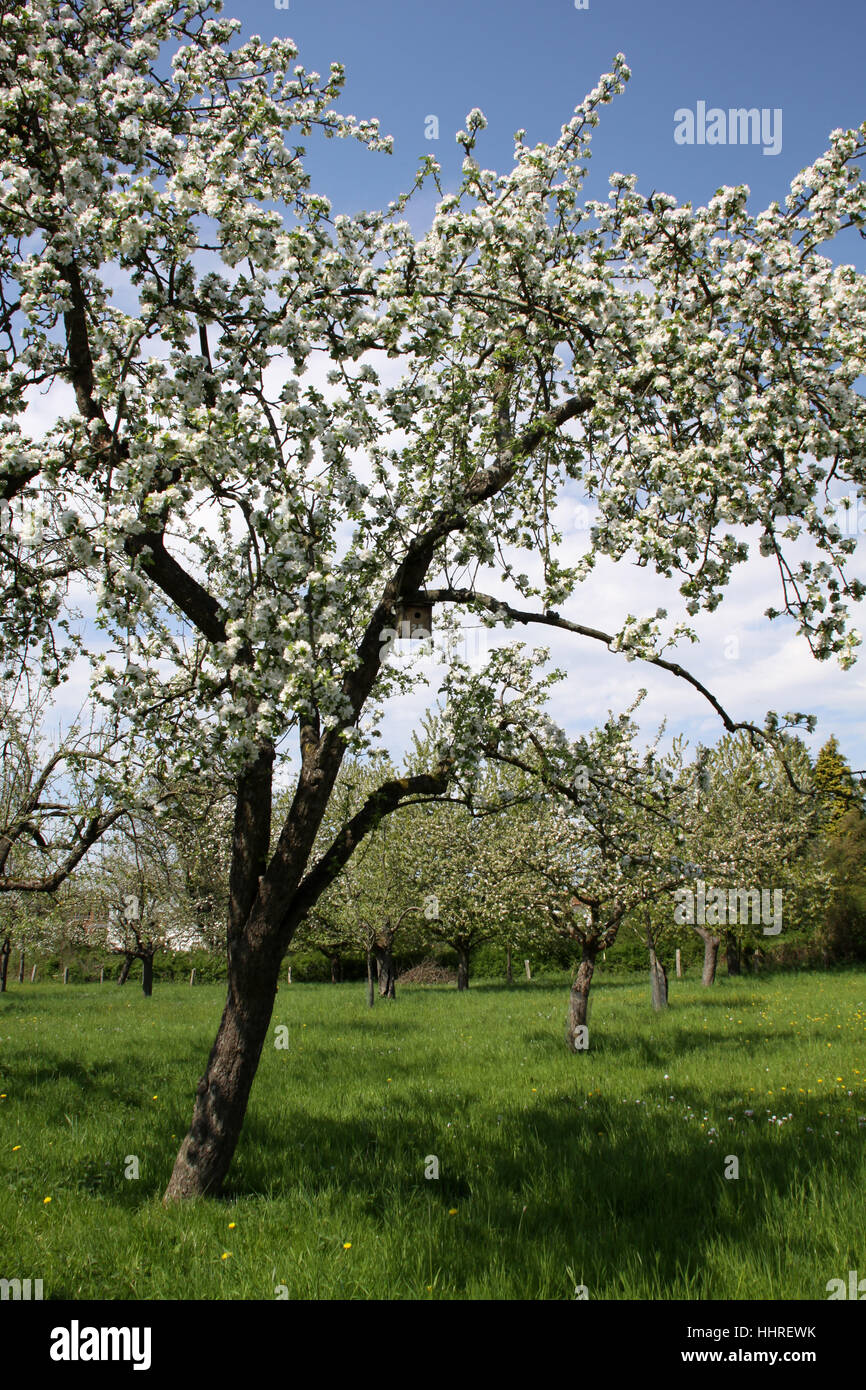 orchard with flowering trees Stock Photo - Alamy