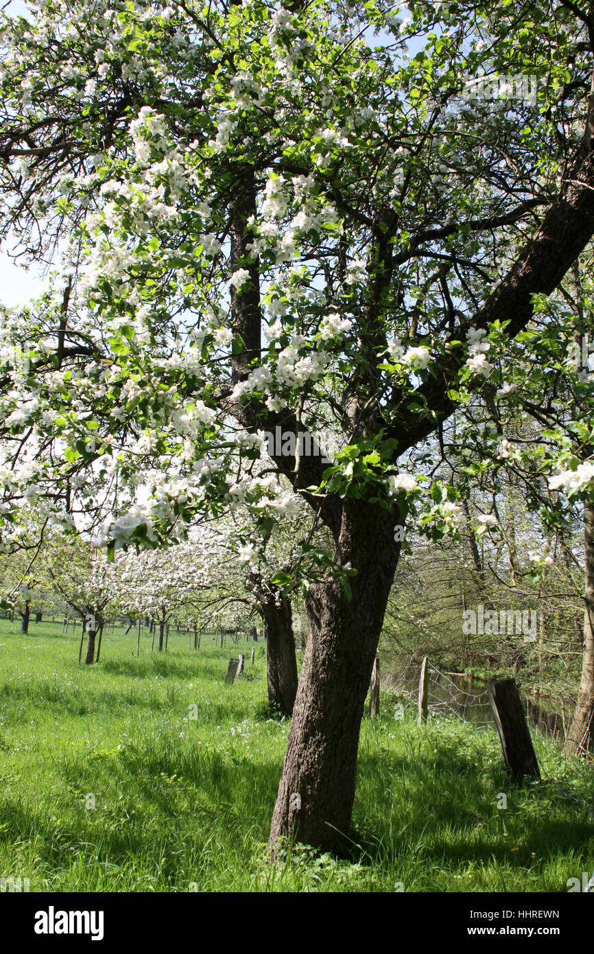 orchard with flowering trees Stock Photo - Alamy