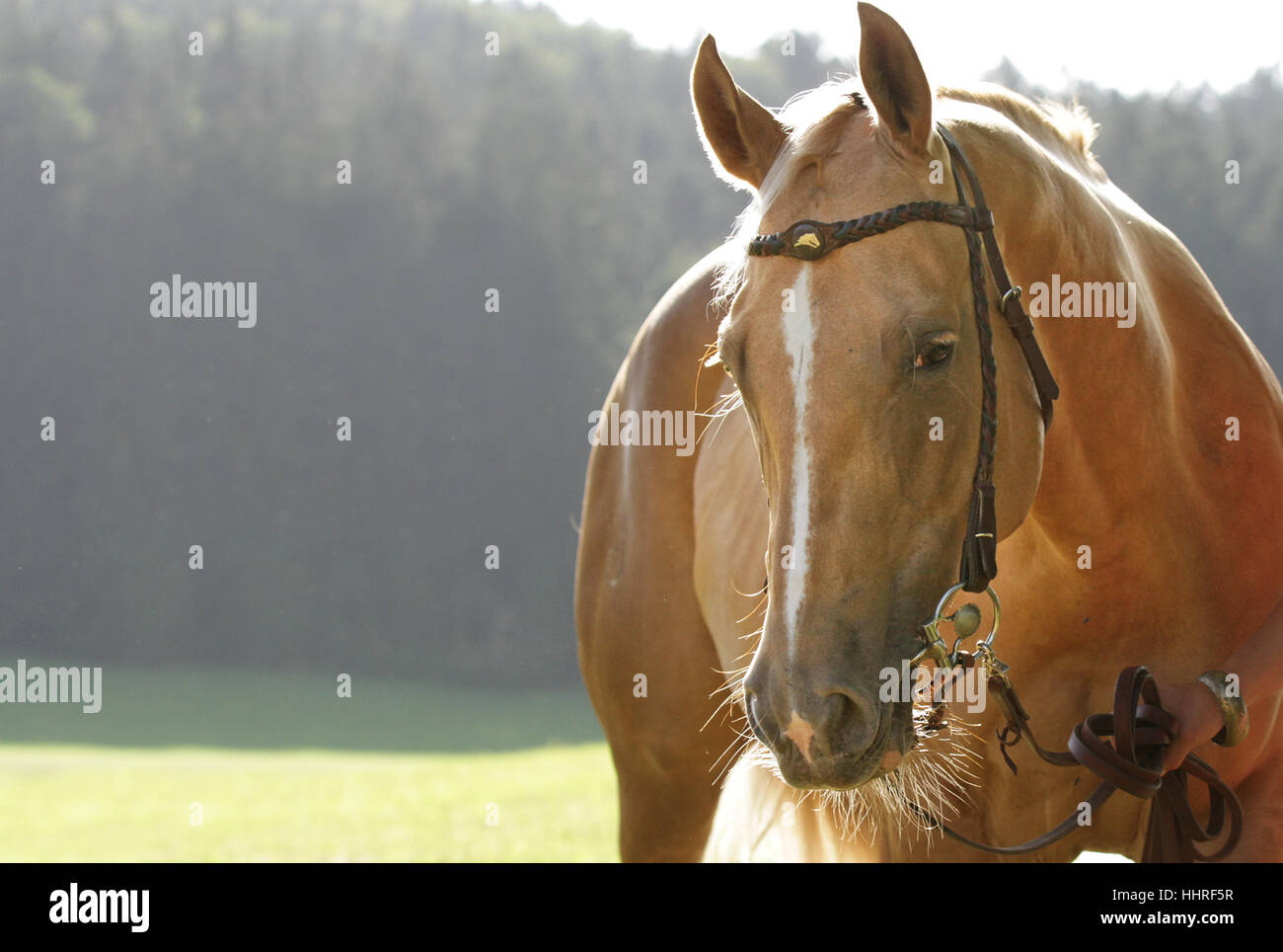Westernpferd hi-res stock photography and images - Alamy