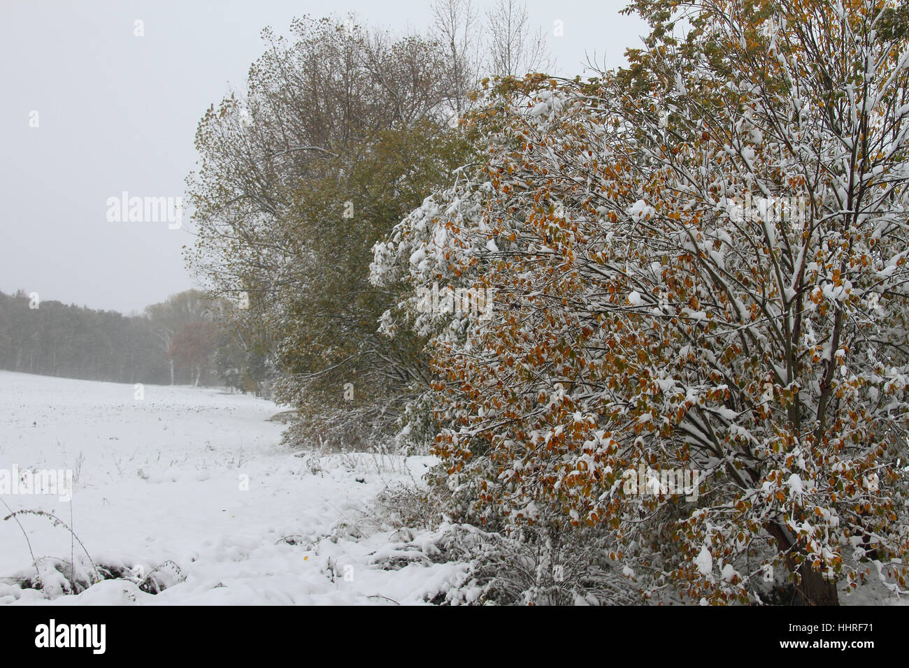tree, trees, winter, leaves, frost, season, snow, tree, trees, winter ...