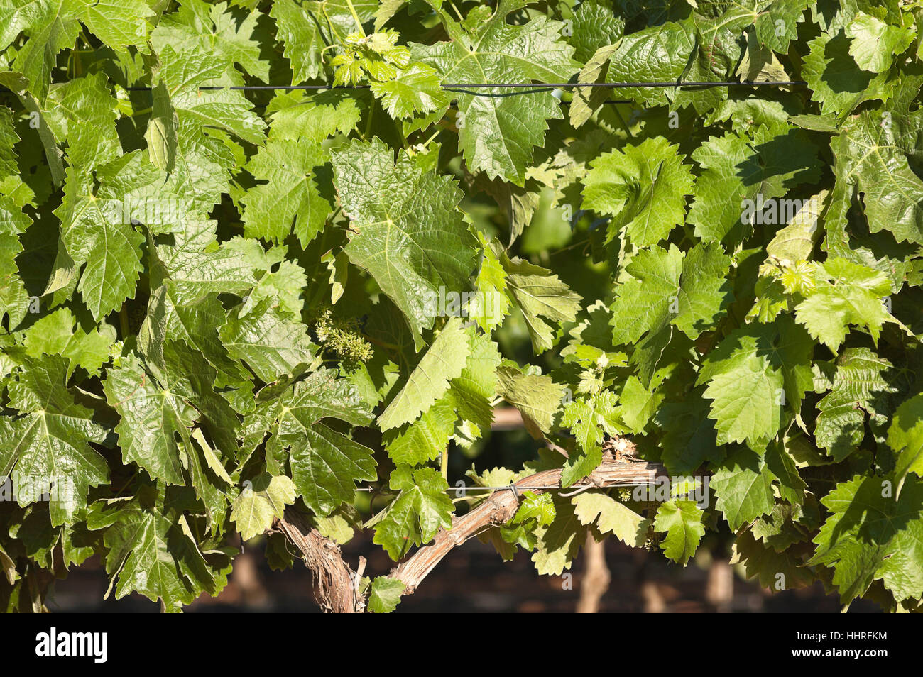 Vine foliage set hi-res stock photography and images - Alamy