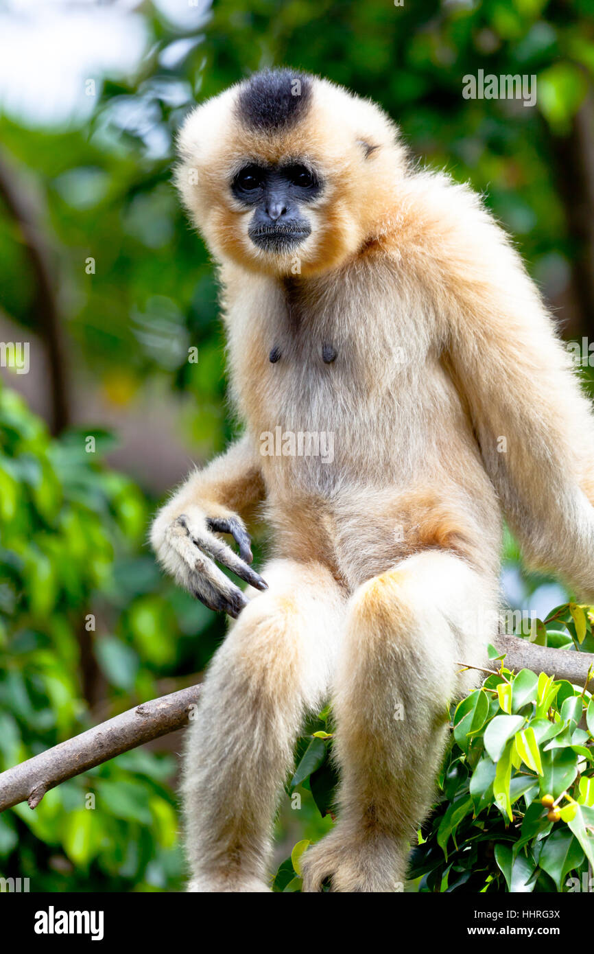 tree, animal, mammal, mouth, wild, animals, face, portrait, monkey ...