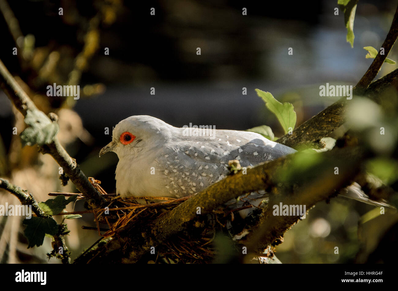 bird, birds, brood, offspring, nest, pigeon, hatch, bird, birds, brood ...