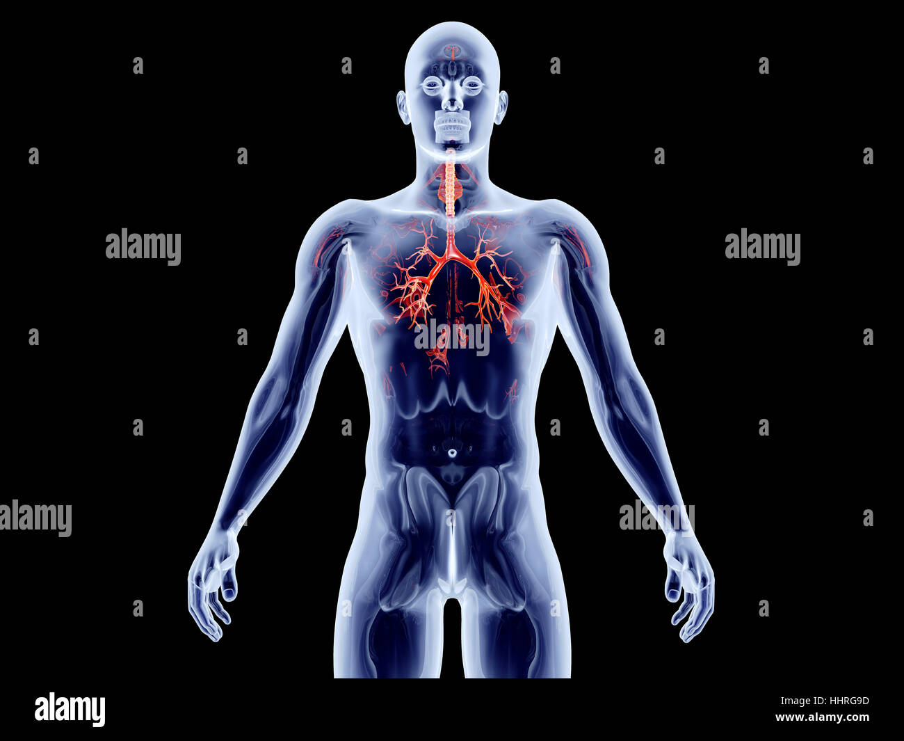 education, flow, graphic, science, research, male, masculine, skin ...