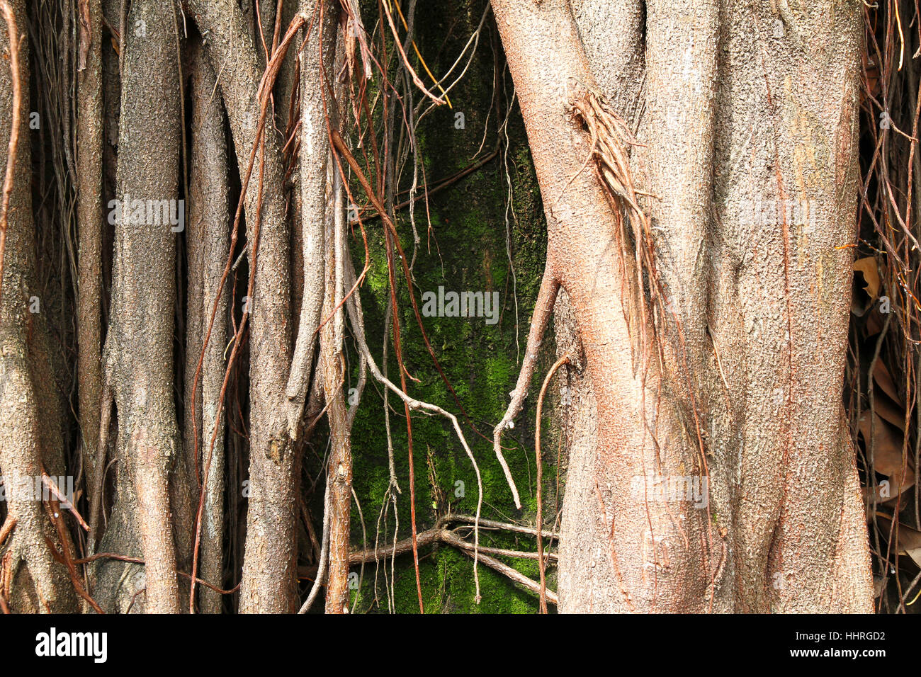 big, large, enormous, extreme, powerful, imposing, immense, relevant ...