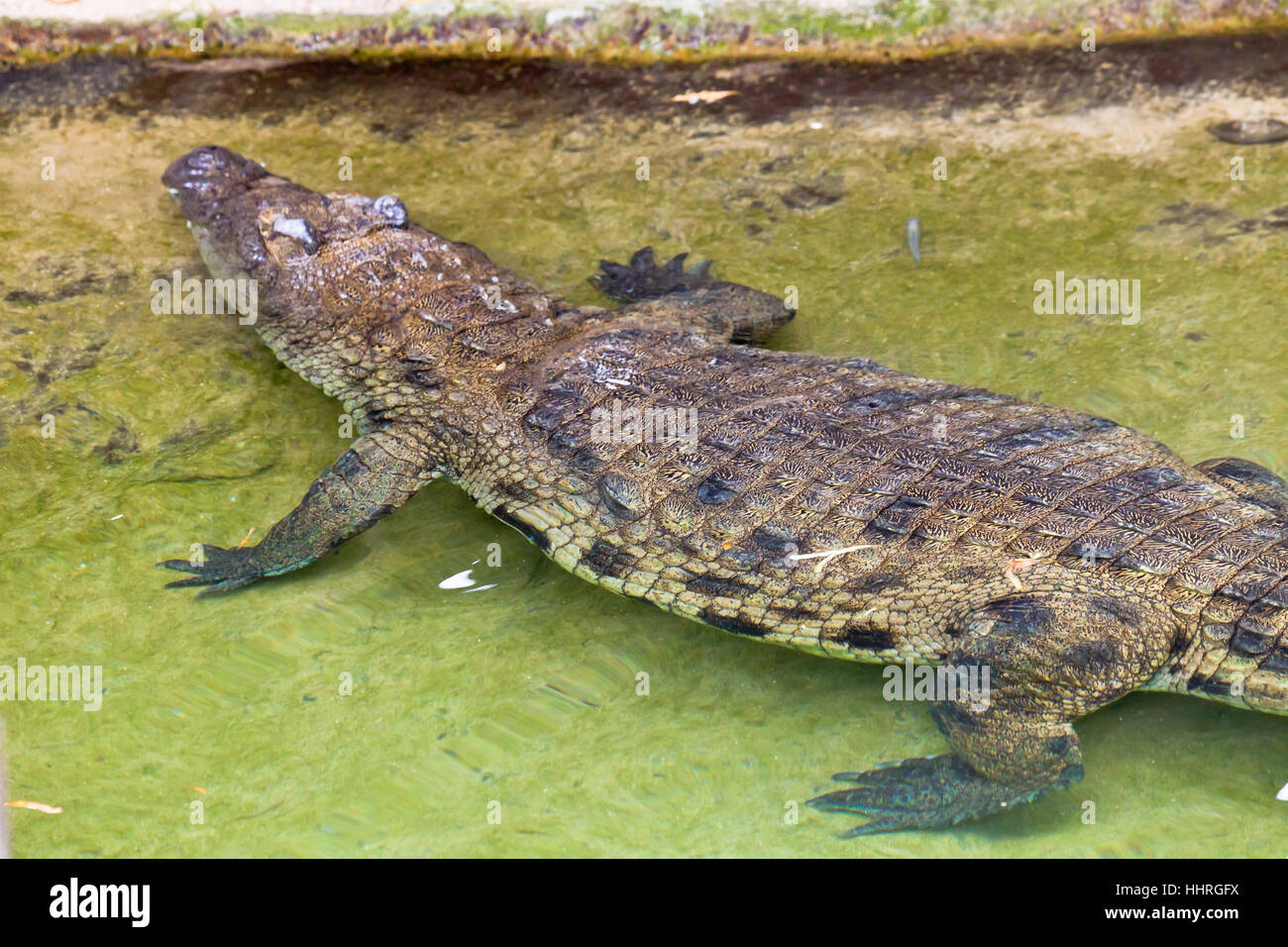 Large scaly plates hi-res stock photography and images - Alamy