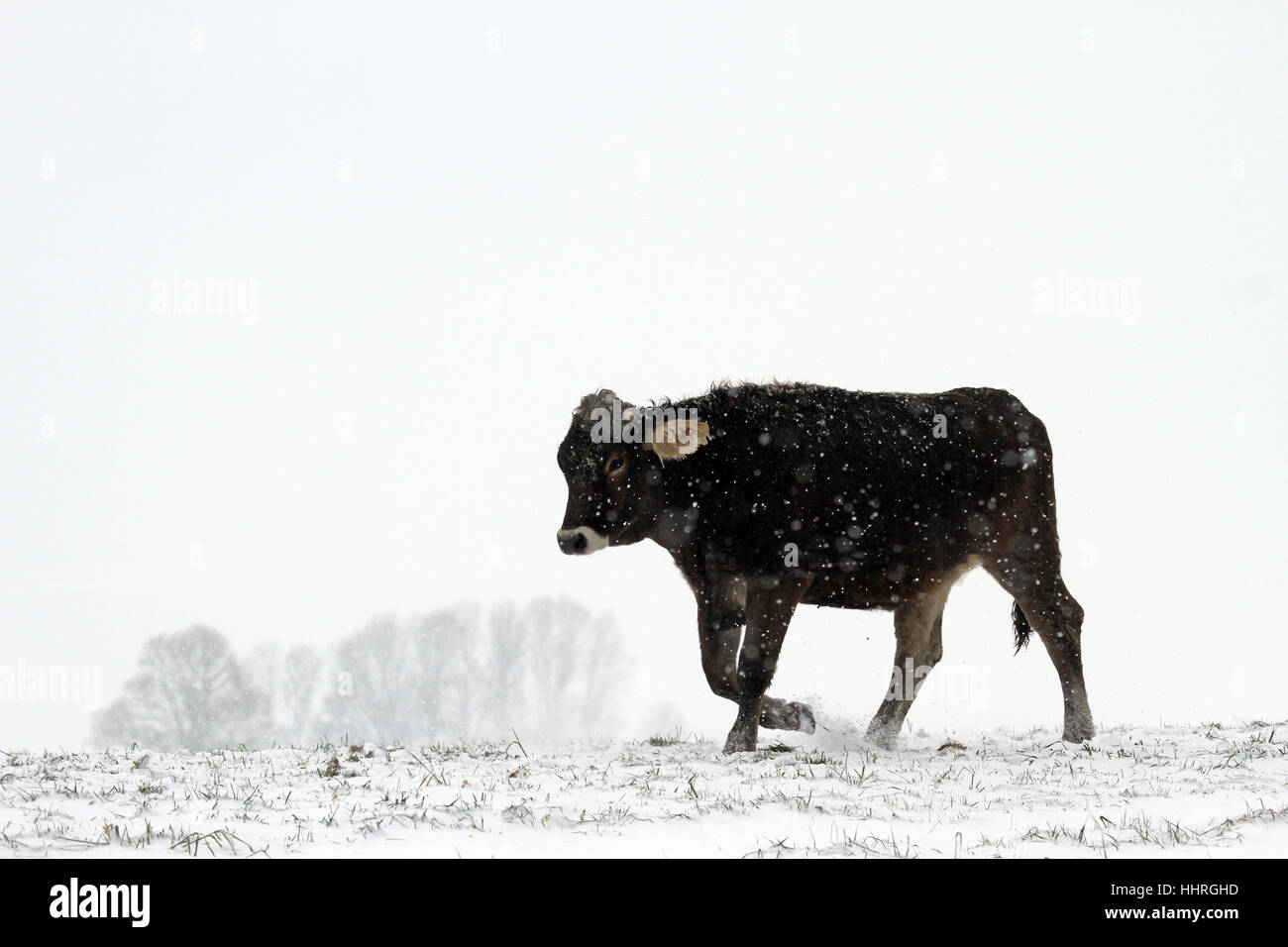 agriculture, farming, cow, october, snow, willow, fall, autumn ...