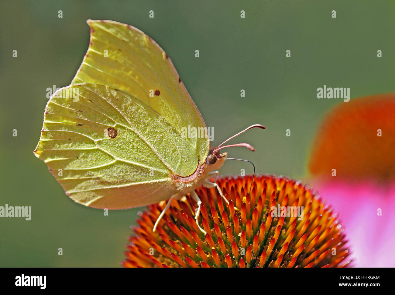 butterfly, sun shade, brimstone butterfly, colour, insect, fauna ...