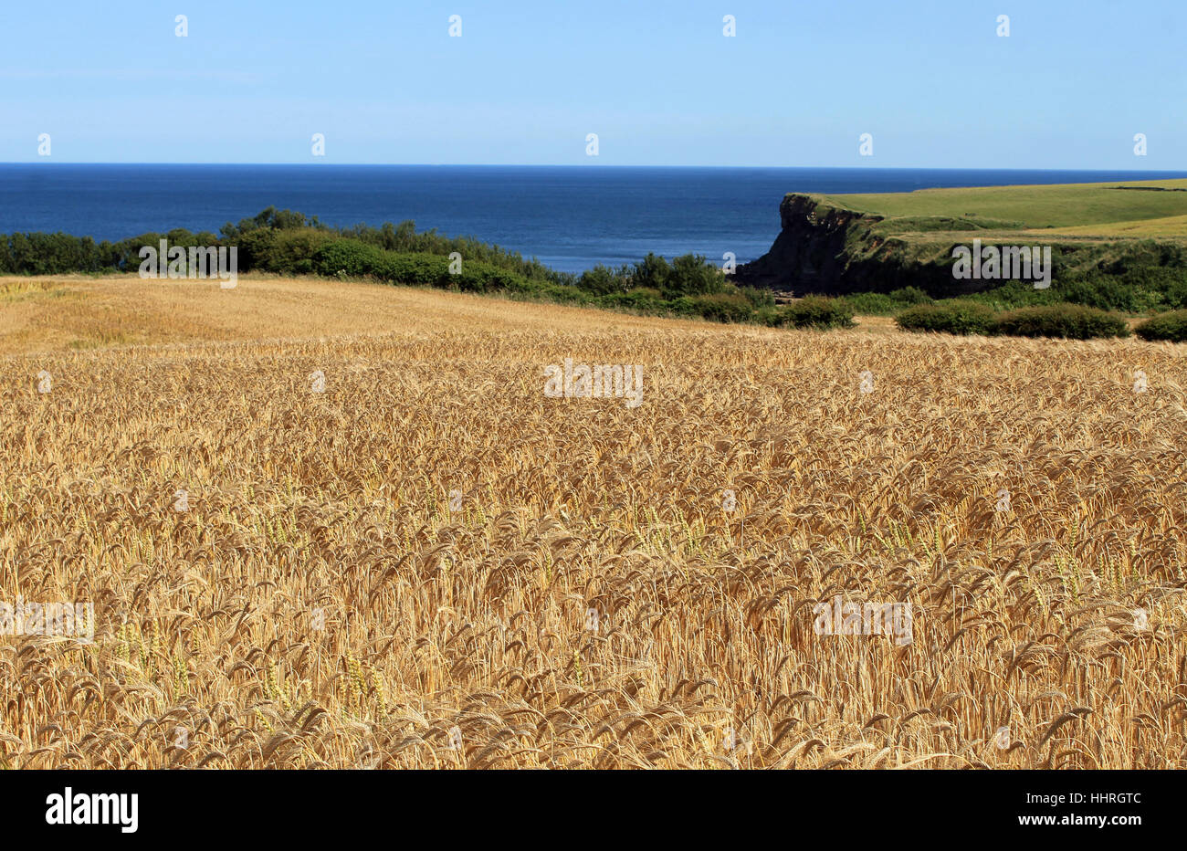 agriculture, farming, field, beach, seaside, the beach, seashore ...