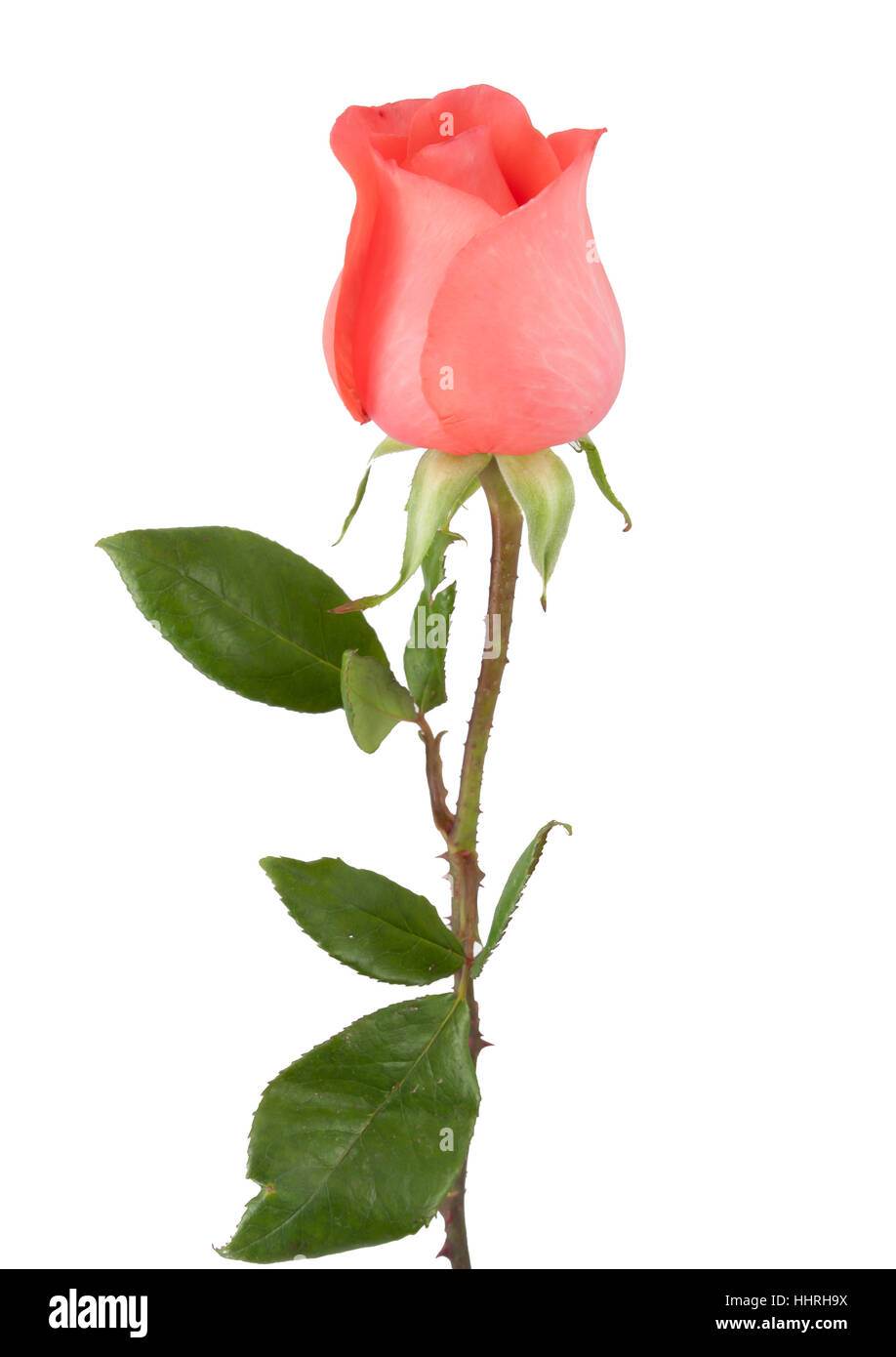Pink rose isolated on white background Stock Photo - Alamy