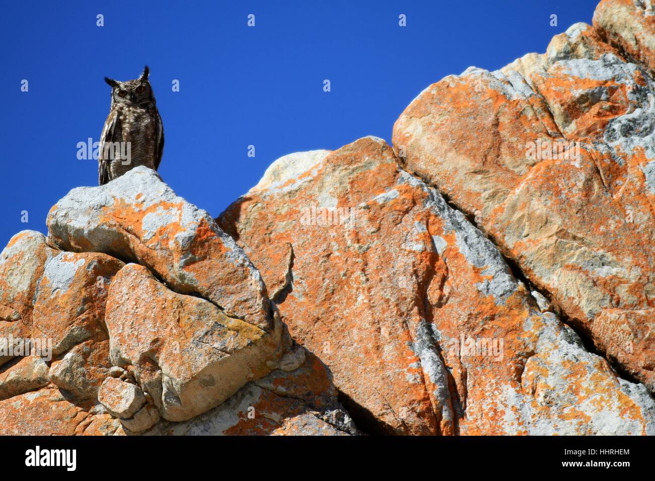 stone, flight, bird, birds, eyes, rock, south africa, owl, fly, flies ...