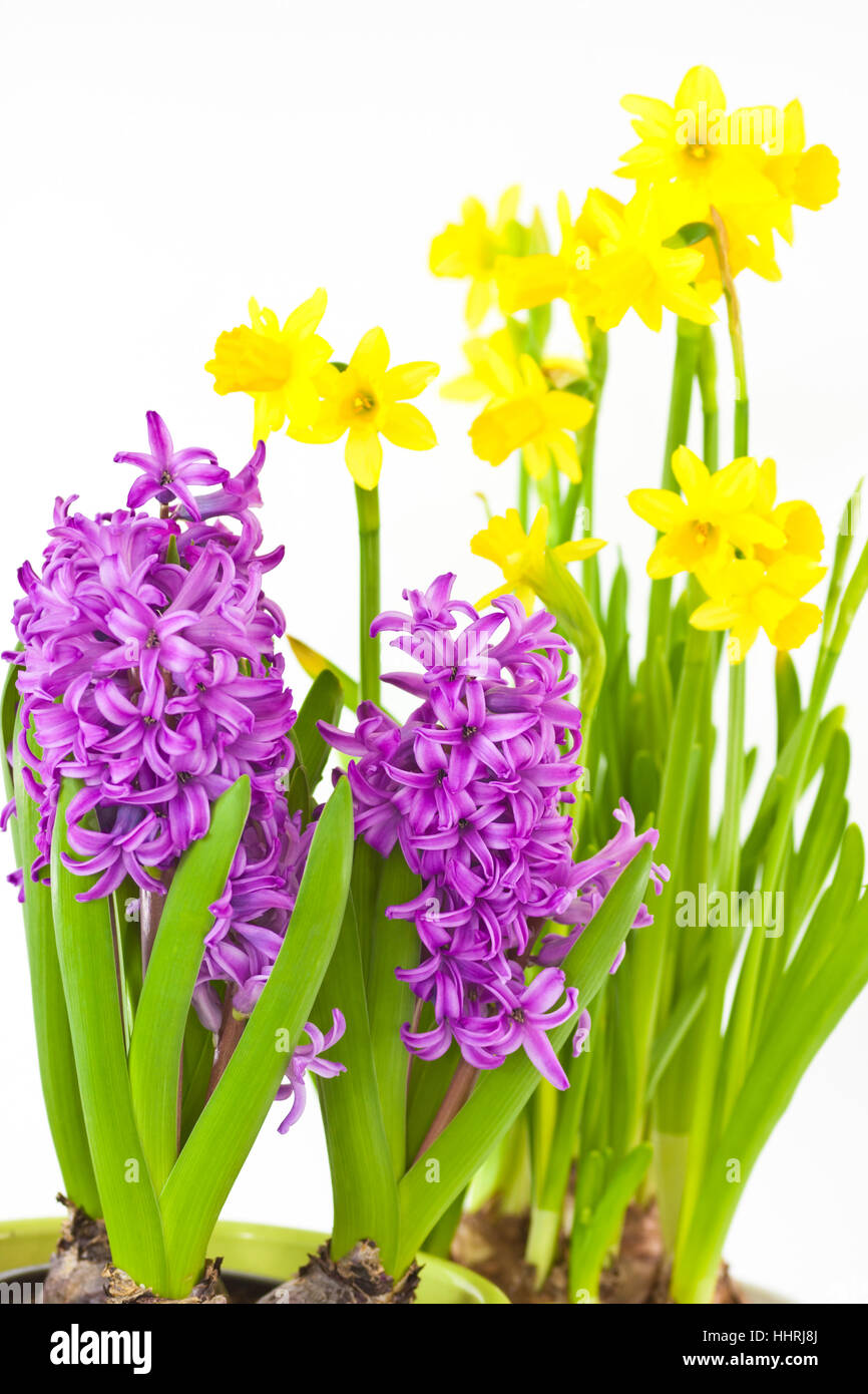 studio photography, flower, plant, bloom, blossom, flourish ...