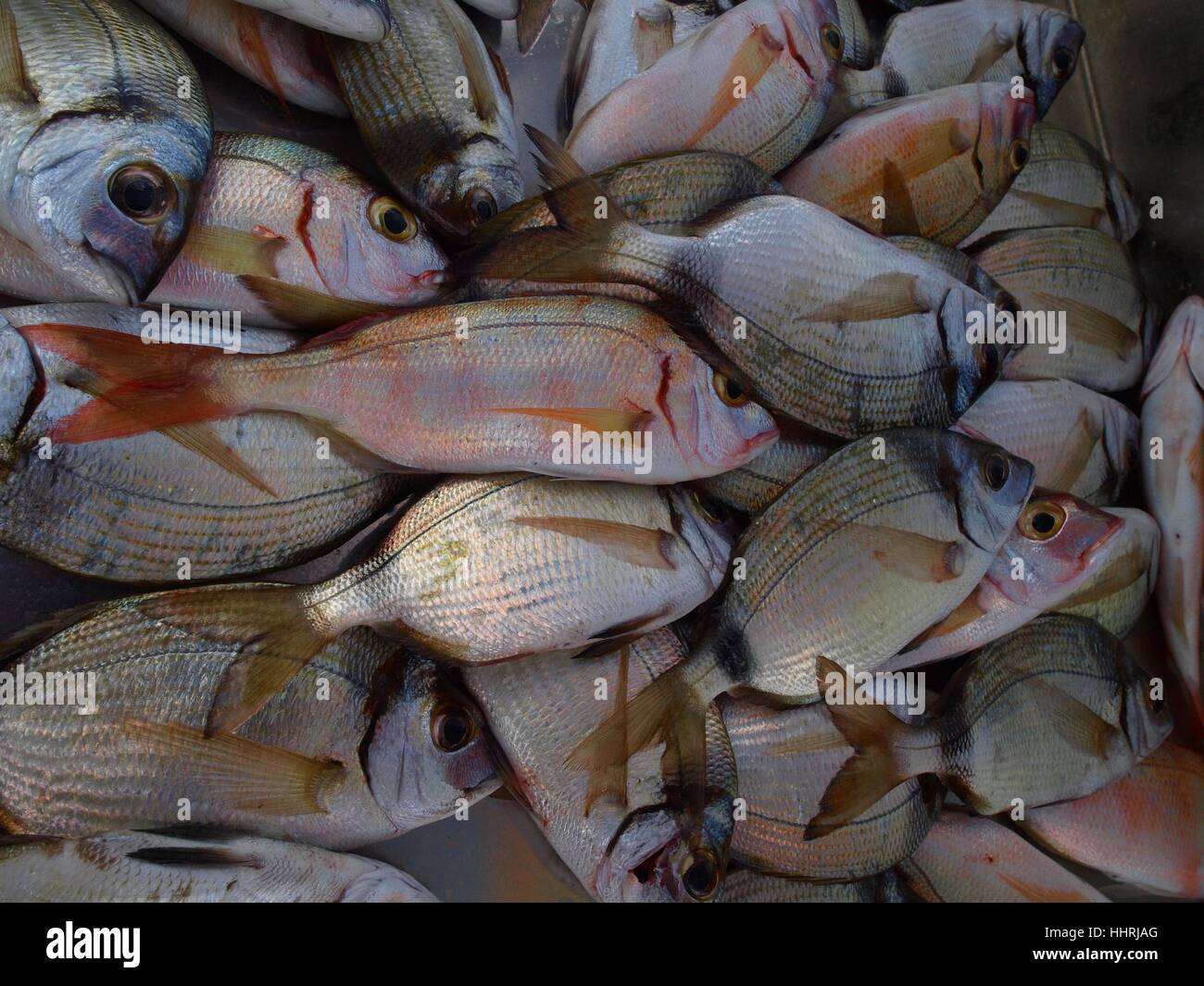 fish, pacific, salt water, sea, ocean, water, fisherman, fishery, fish ...