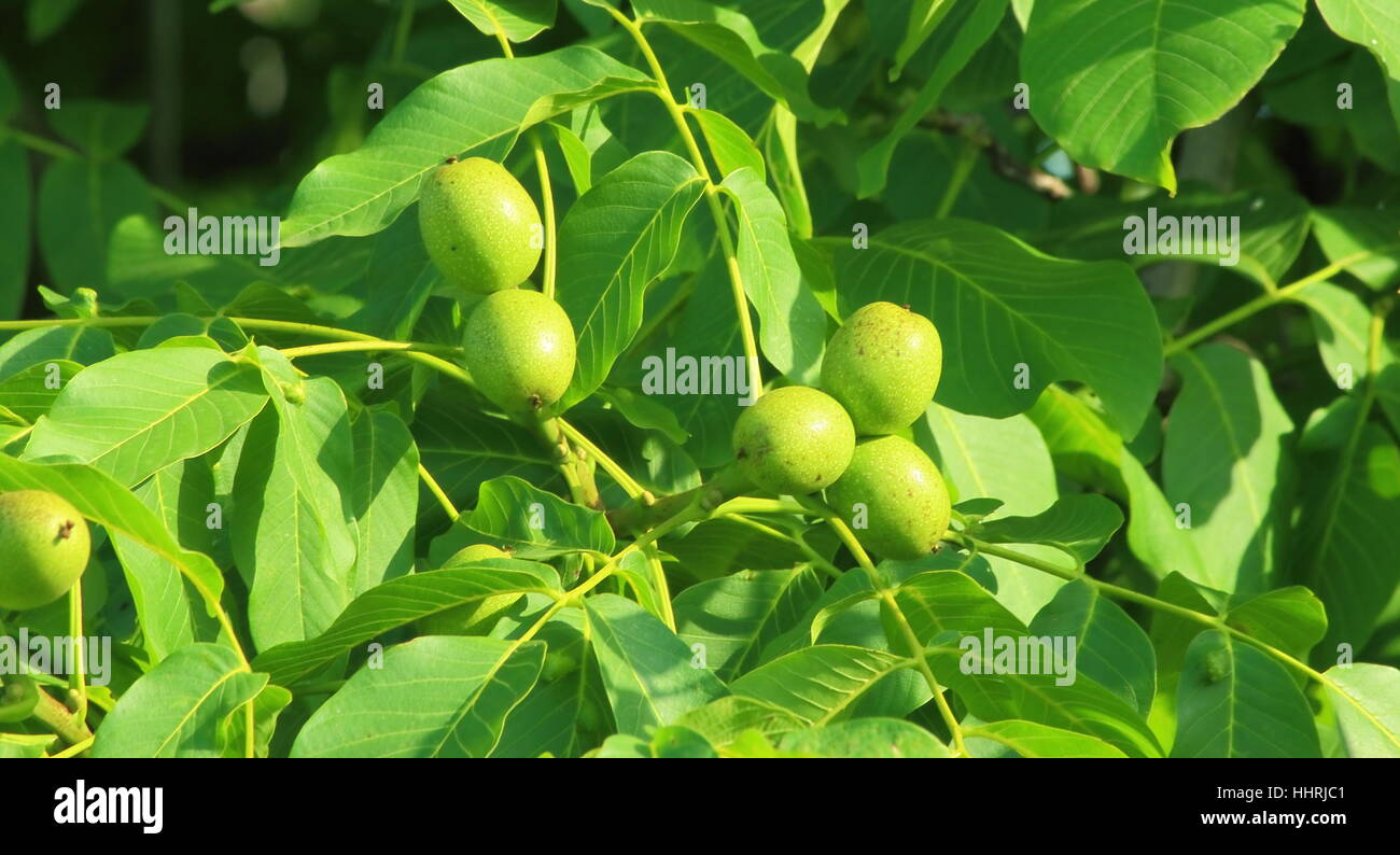 tree, garden, green, summer, summerly, branch, fruit, nuts, nut ...