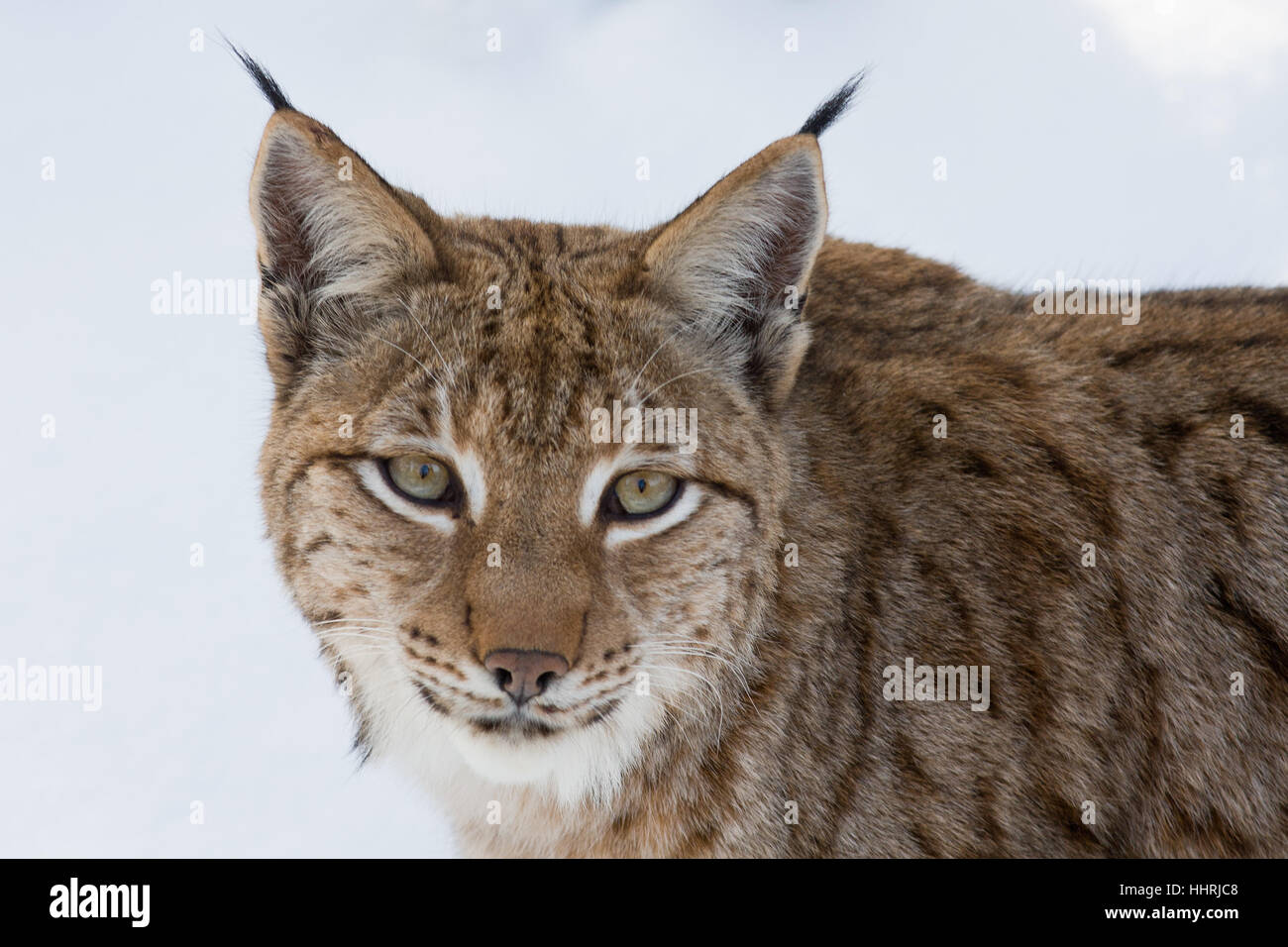 predator, cat, big cat, feline predator, lynx, pussycat, domestic cat ...