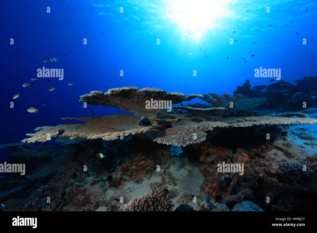 underwater, atoll, reef, corals, nature, still life, blue, beautiful ...