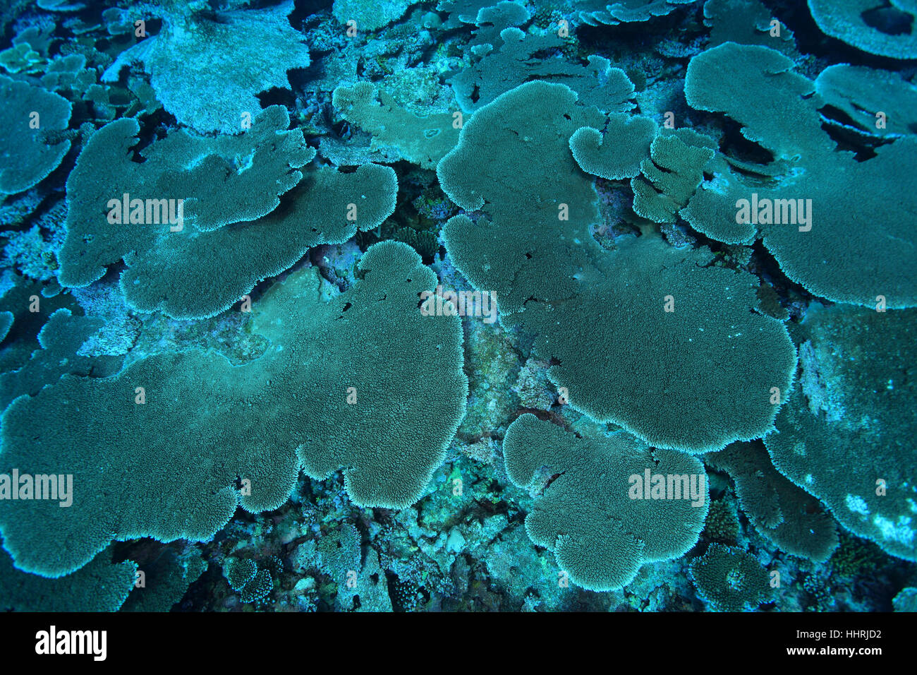 underwater, atoll, reef, corals, nature, still life, blue, beautiful ...