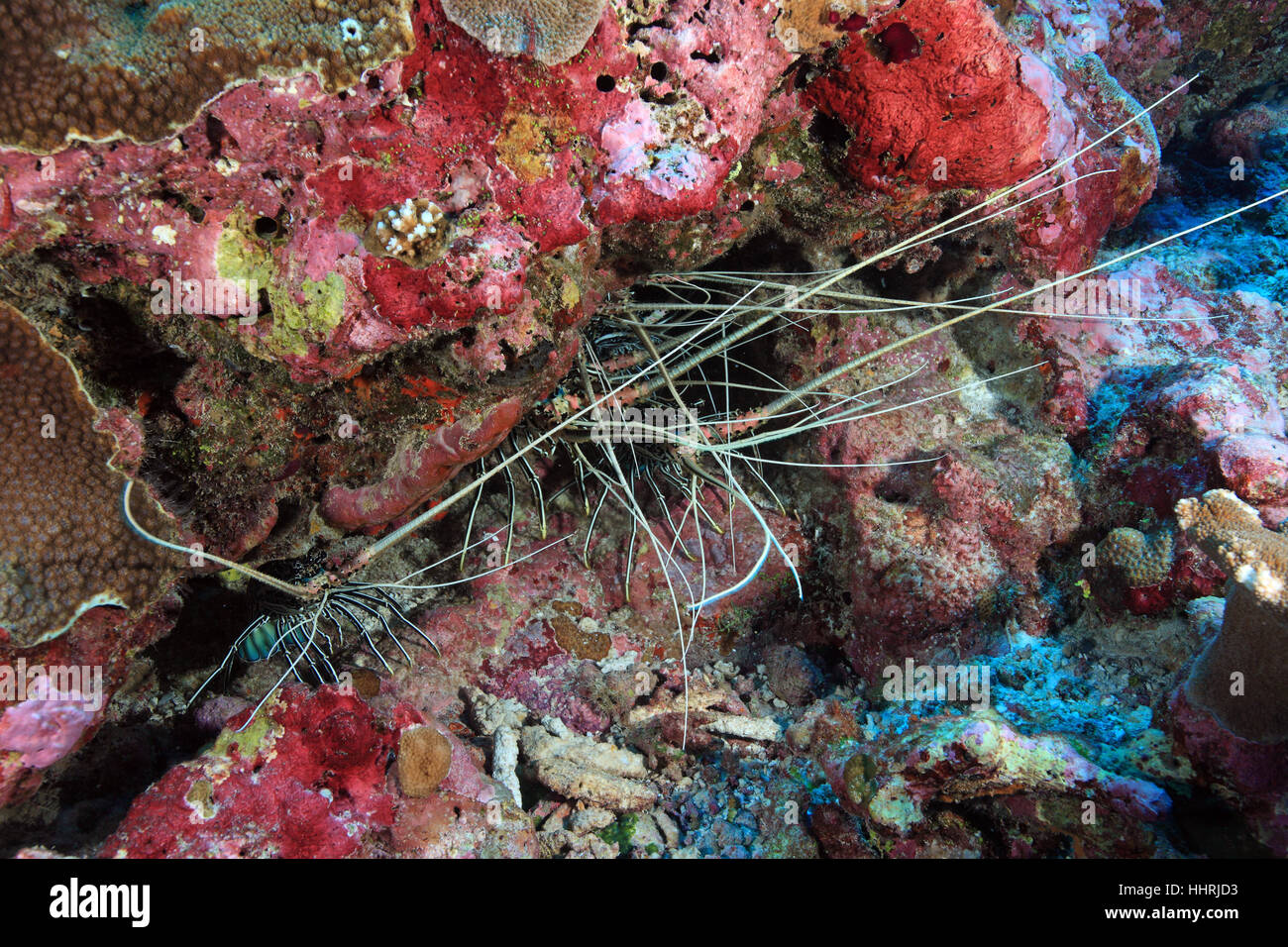 animals, atoll, reef, sea animals, longest, traveling, trip, journey ...