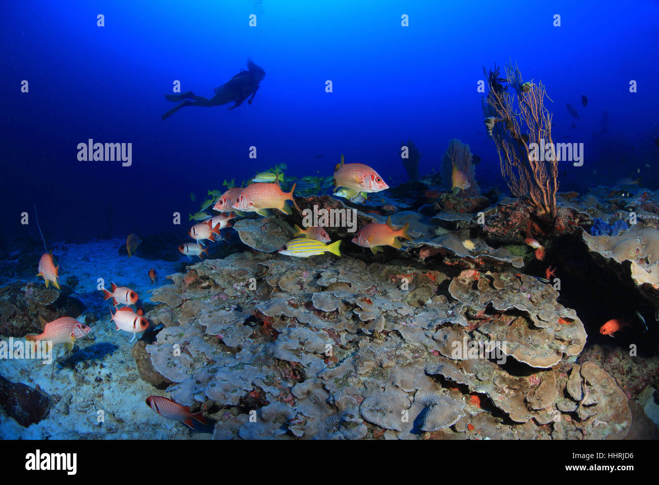 underwater, aquatic sport, dive, atoll, reef, traveling, trip, journey ...