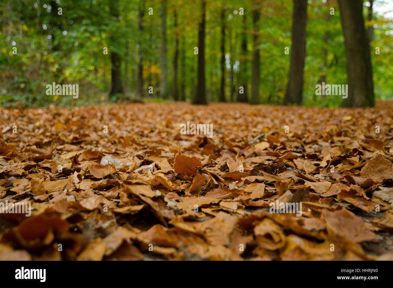 tree, leaves, forest, foliage, nature, fall, autumn, leaf, tree, trees ...
