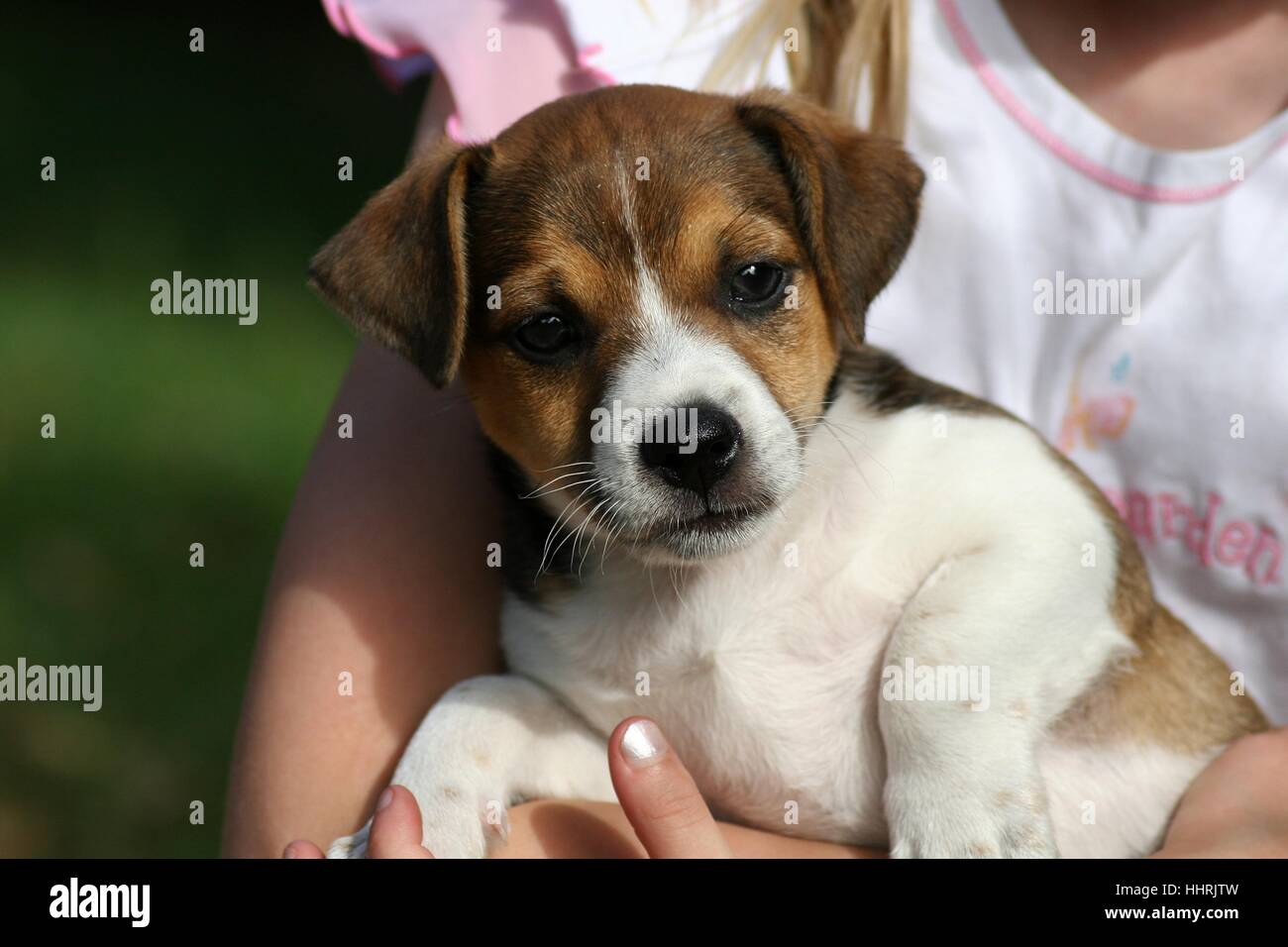 dog, puppy, mongrel, cub, baby, animal child, macro, close-up, macro ...