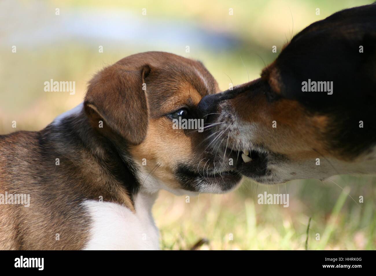 puppies at play Stock Photo - Alamy