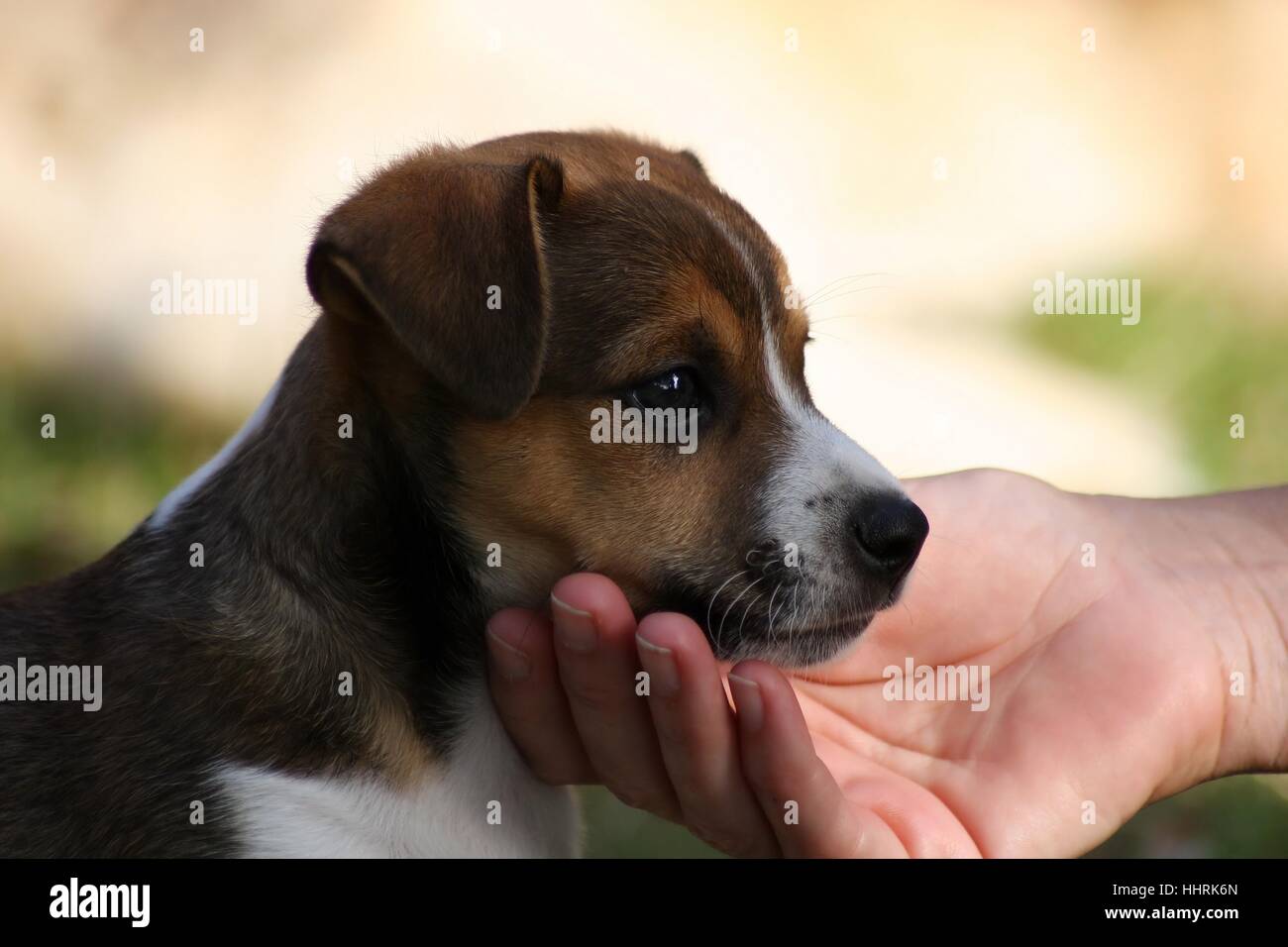 dog puppy in closeup Stock Photo - Alamy