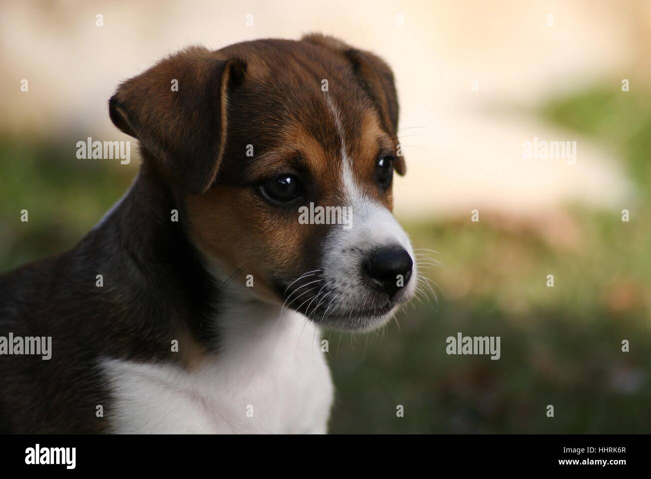 puppy in close-up Stock Photo - Alamy