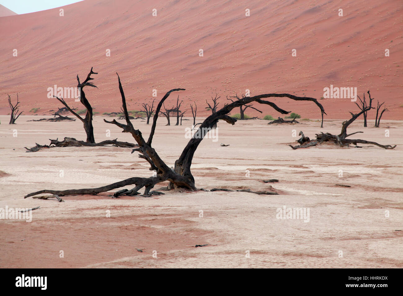 tree, trees, namibia, dune, dead, sands, sand, red, tree, trees, wood ...