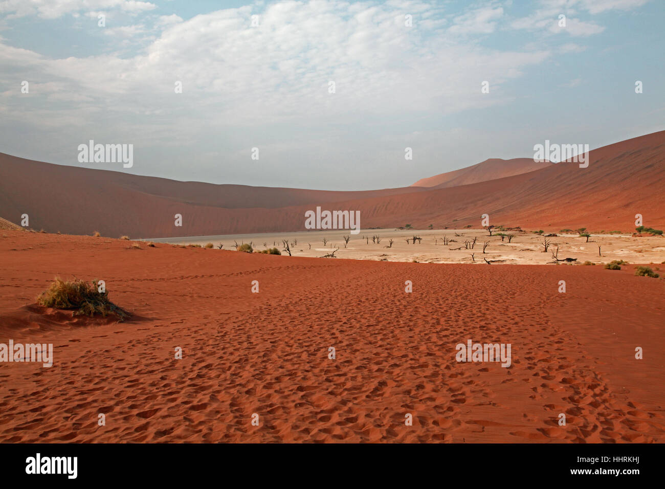 tree, trees, africa, namibia, dune, sands, sand, tree, trees, wood ...