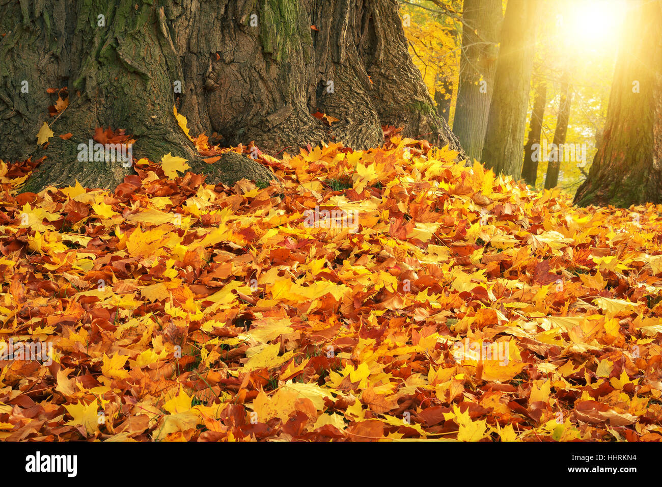 leaves, season, colors, colours, foliage, fall, autumn, leaf ...