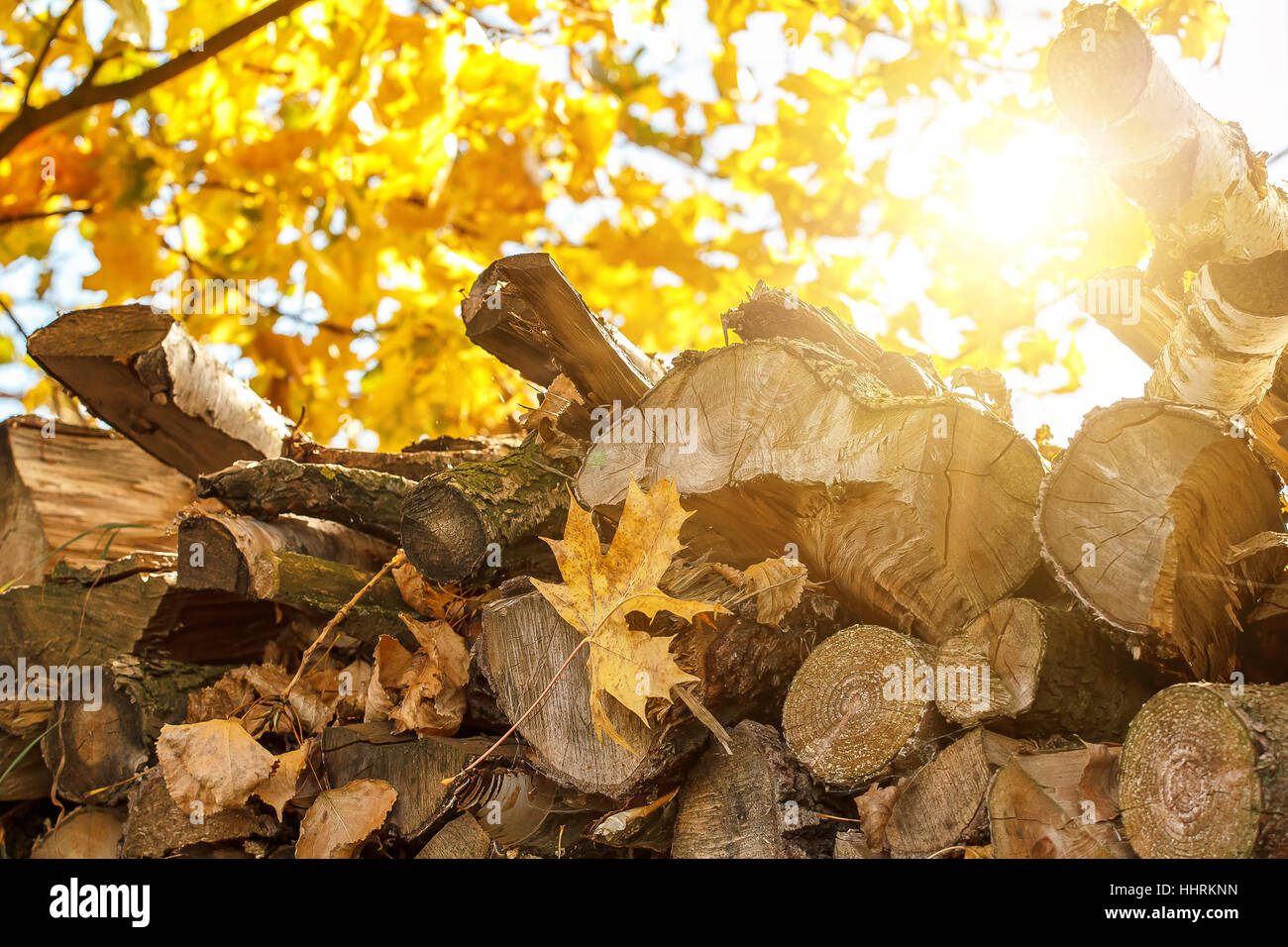 leaves, season, colors, colours, foliage, fall, autumn, close, blue ...