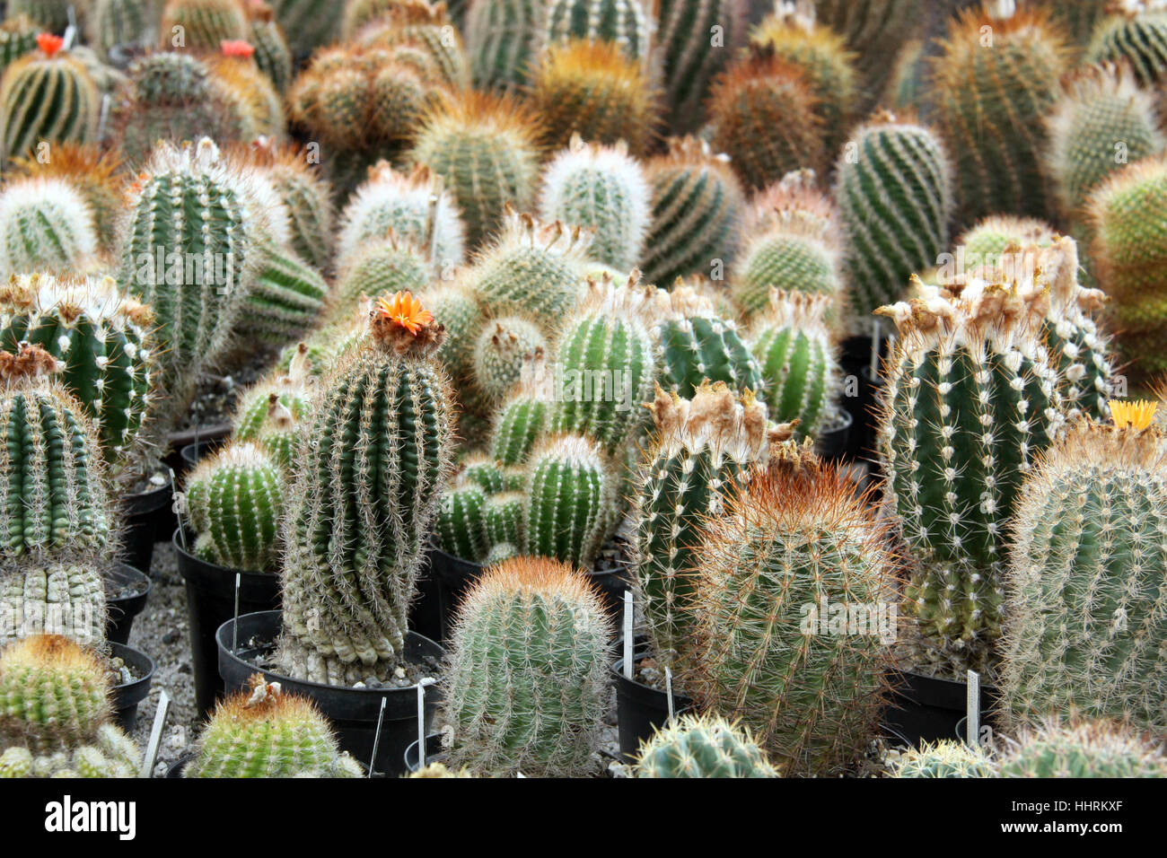 thorns, cacti, cactus, thorny, variety, abundance of forms, thorns, wealth Stock Photo - Alamy