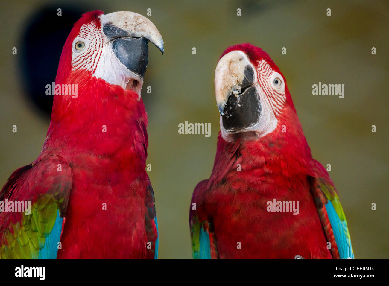 Scarlet macaw birds raise their neck together in a distinct behavioral ...