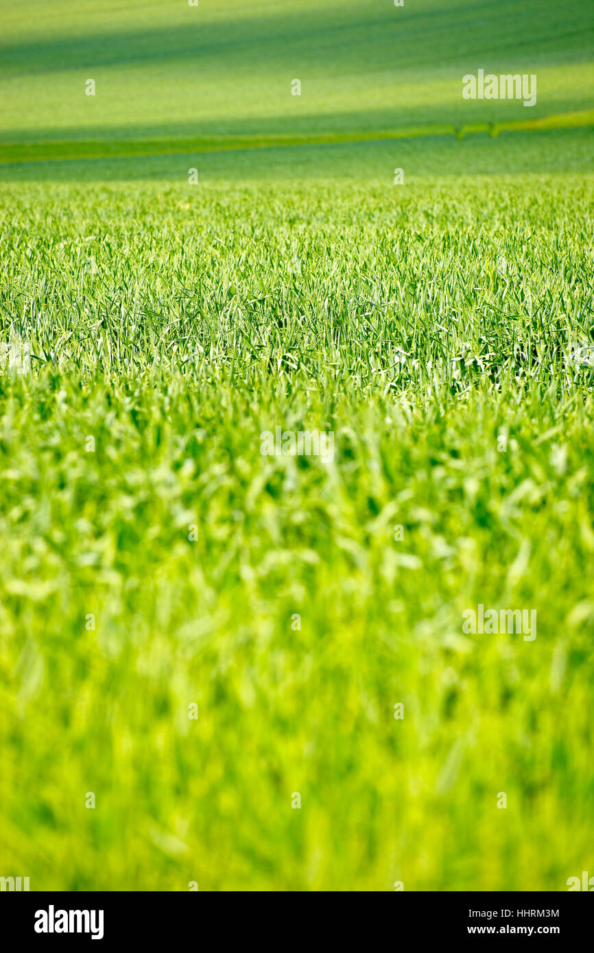 field, spring, wheat, meadow, grass, lawn, green, agriculture, farming, field Stock Photo - Alamy
