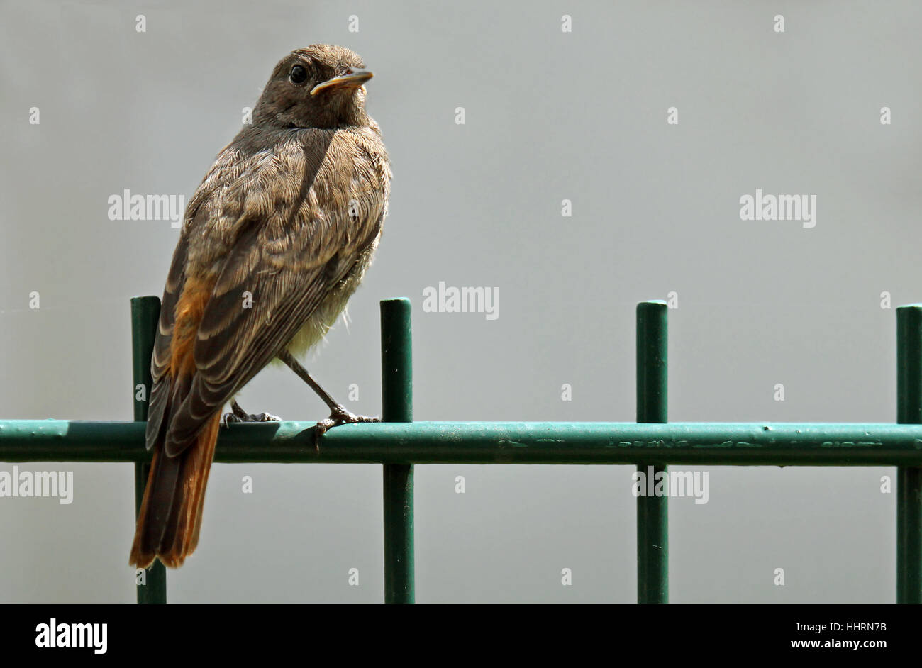 Insektivor hi-res stock photography and images - Alamy