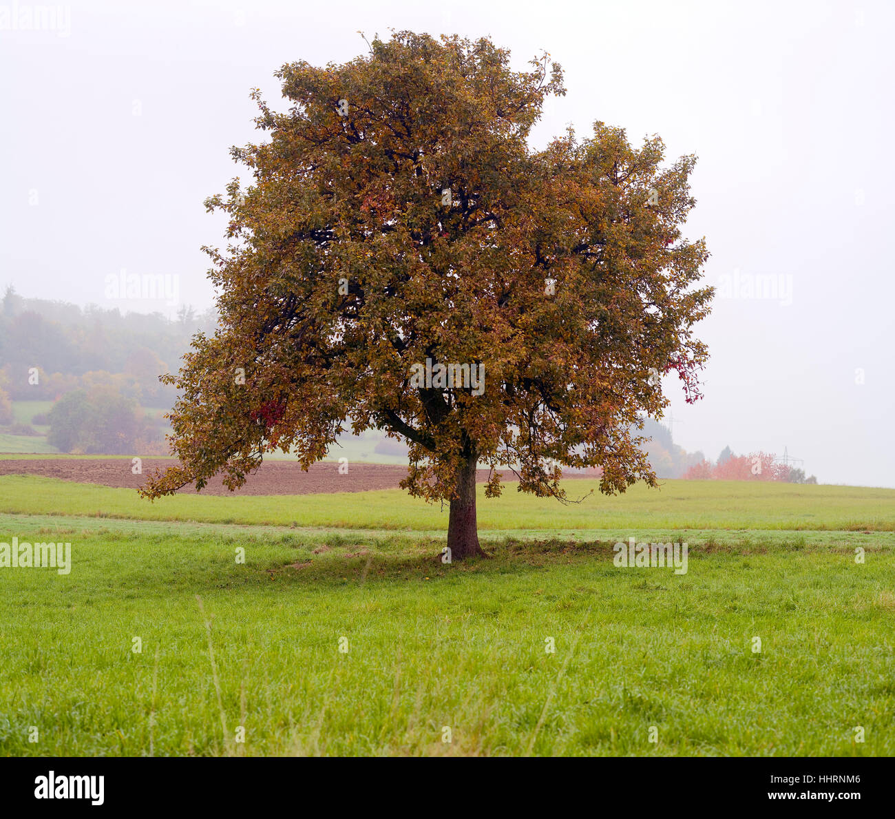 single, tree, ground, soil, earth, humus, brown, brownish, brunette ...