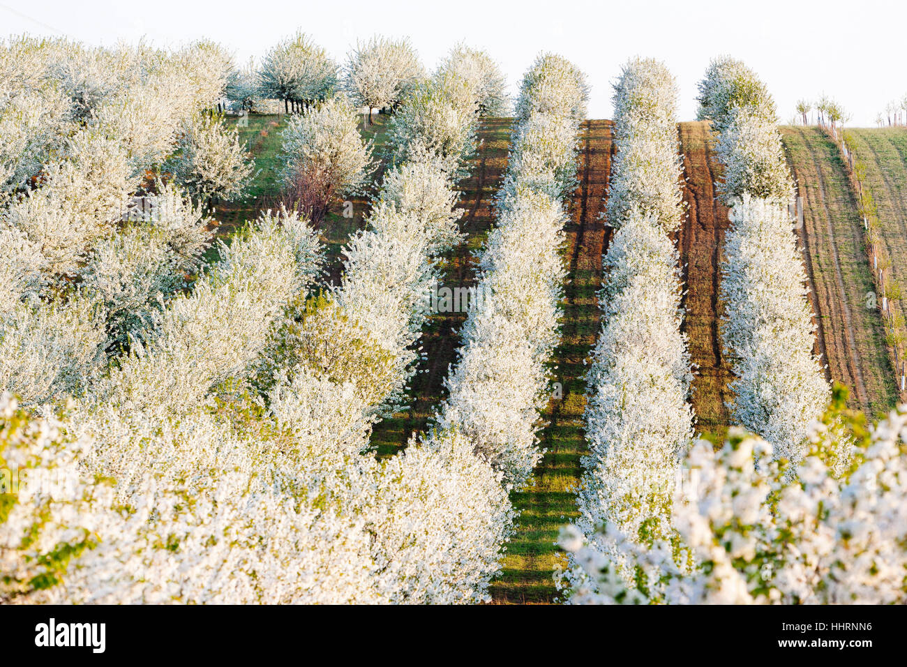 arrangement, tree, flower, plant, flora, europe, spring, outside ...
