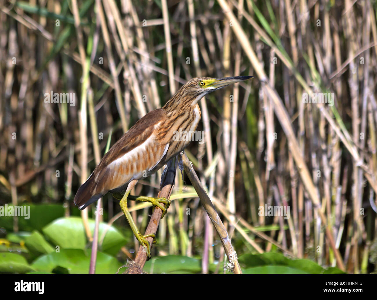 bird, birds, hunt, put, sitting, sit, watching, observe, watch, profile ...